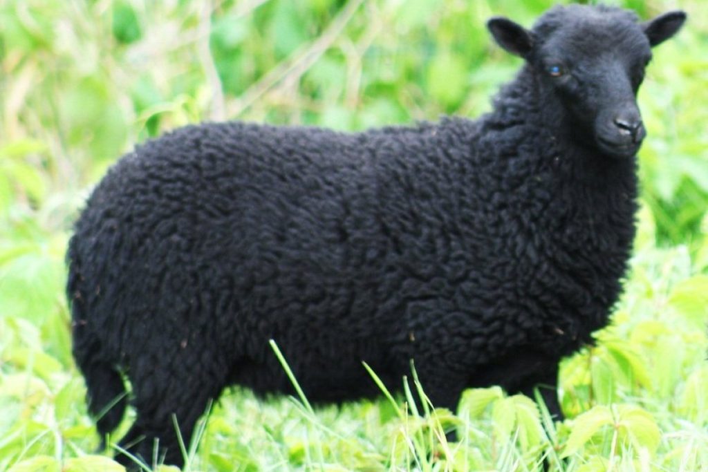 Ouessant Sheep